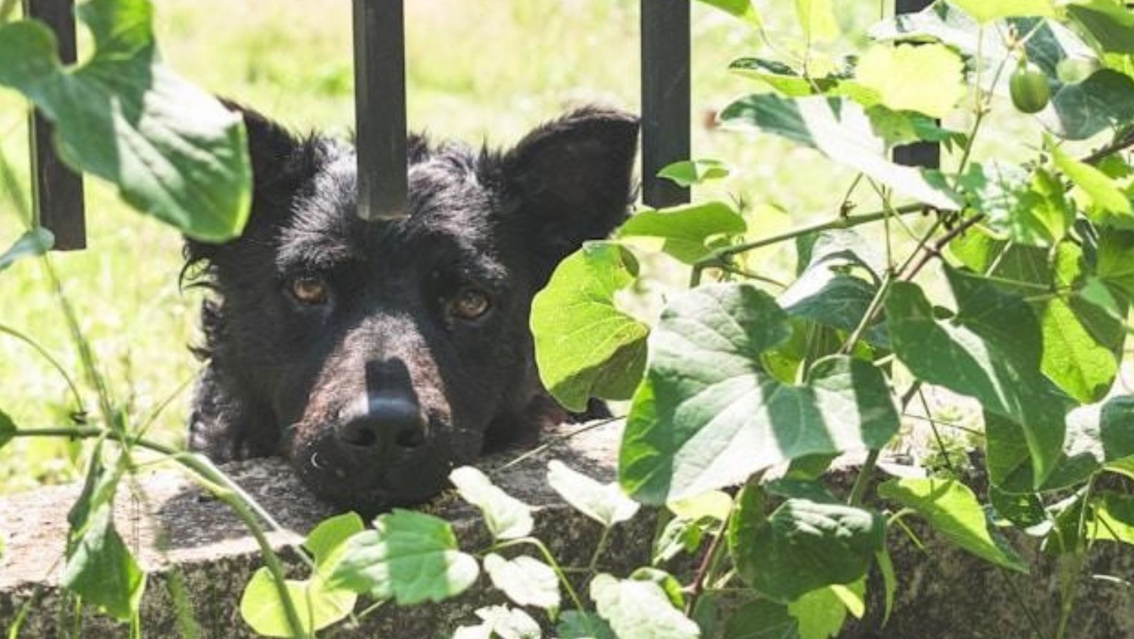 Comparing Traditional and High-Tech Approaches to Pet Containment ...